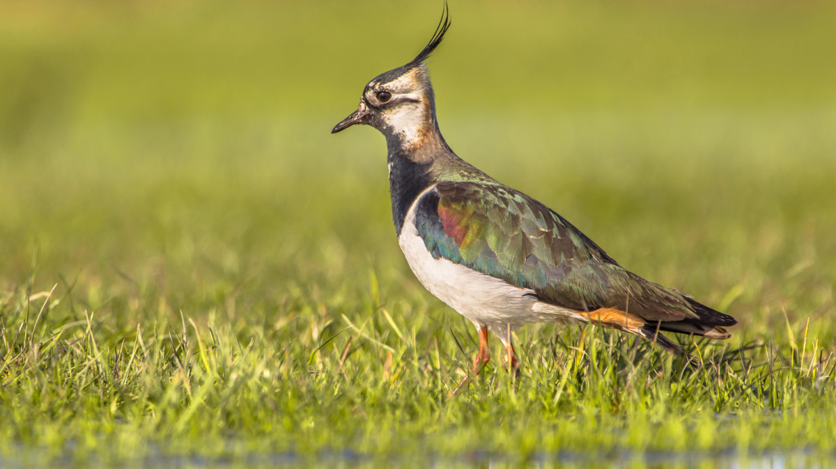 Pomozte navrhnout vhodné plochy pro bezpečné hnízdění čejek - EnviWeb