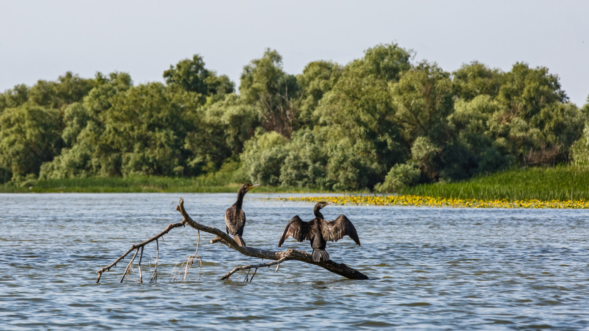 Stát možná bude dál vyplácet rybářům náhrady za škody způsobené ...