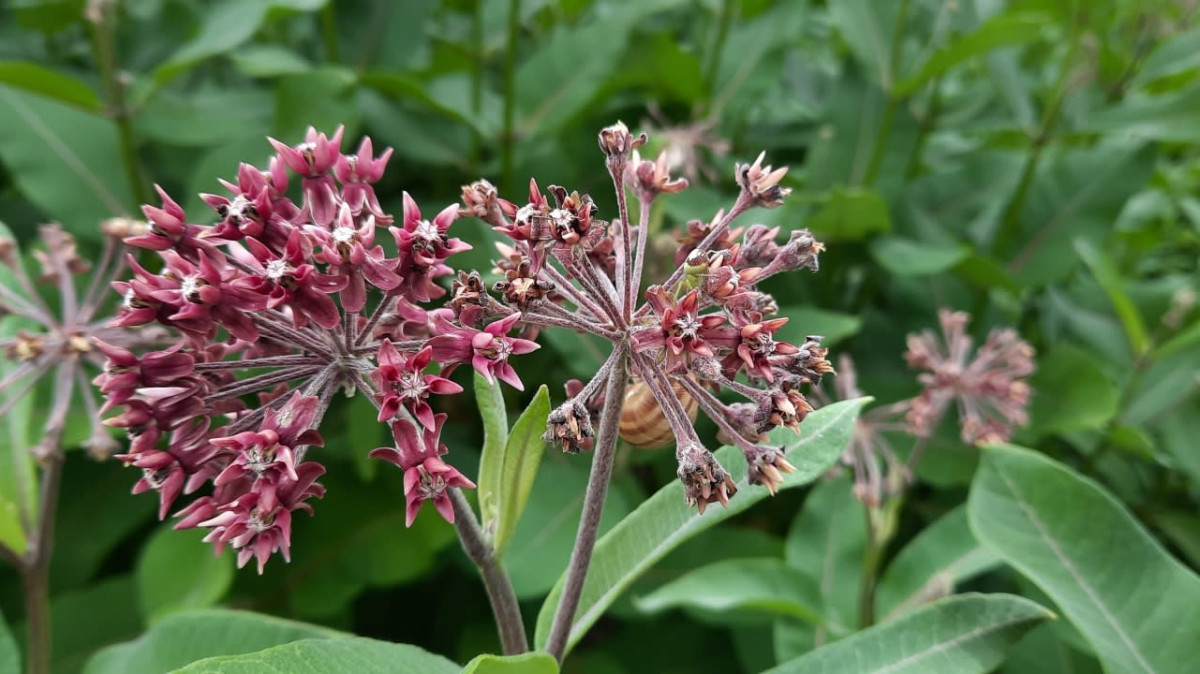 Pálavou se šíří invazní klejicha, dle ochránců se při výskytu musí ...
