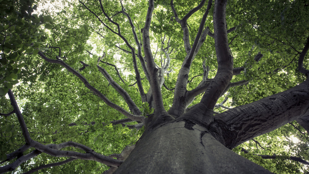 Vědci našli v Krušných horách nejstarší buk v ČR, je starý přes 470 let ...